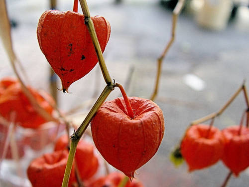 Chinese Lantern Plant